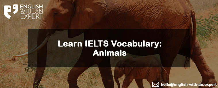 Learn IELTS Vocabulary with Speaking Model Answers On Animals